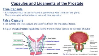 The Prostate - anatomy lecture about human gland | PPTX