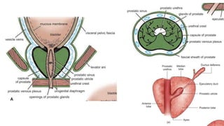The Prostate - anatomy lecture about human gland | PPTX