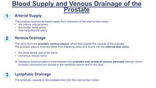 The Prostate - anatomy lecture about human gland | PPTX