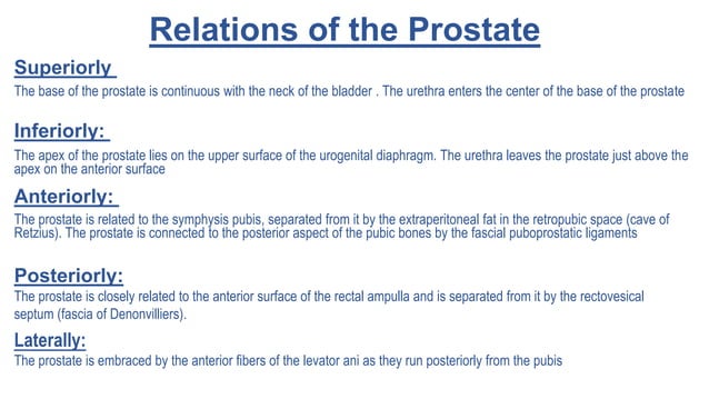 The Prostate - anatomy lecture about human gland | PPT