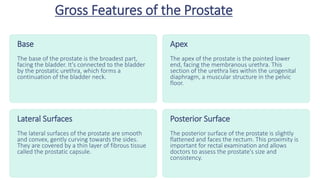 The Prostate - anatomy lecture about human gland | PPTX