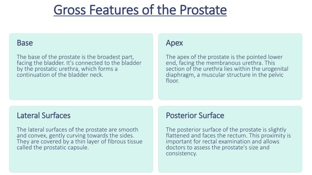 The Prostate - anatomy lecture about human gland | PPT