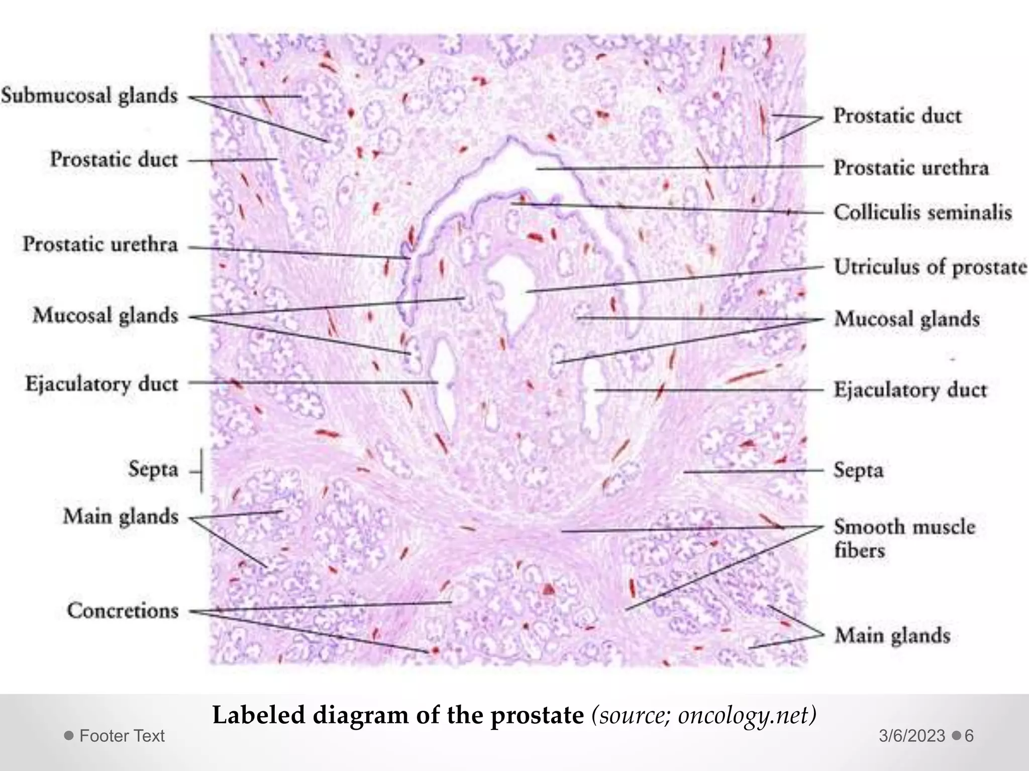 The Prostate Gland.pptx