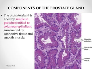 The Prostate Gland.pptx