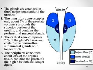 The Prostate Gland.pptx