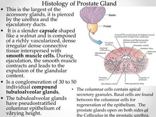 The Prostate Gland.pptx
