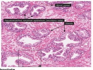 Prostate Histology