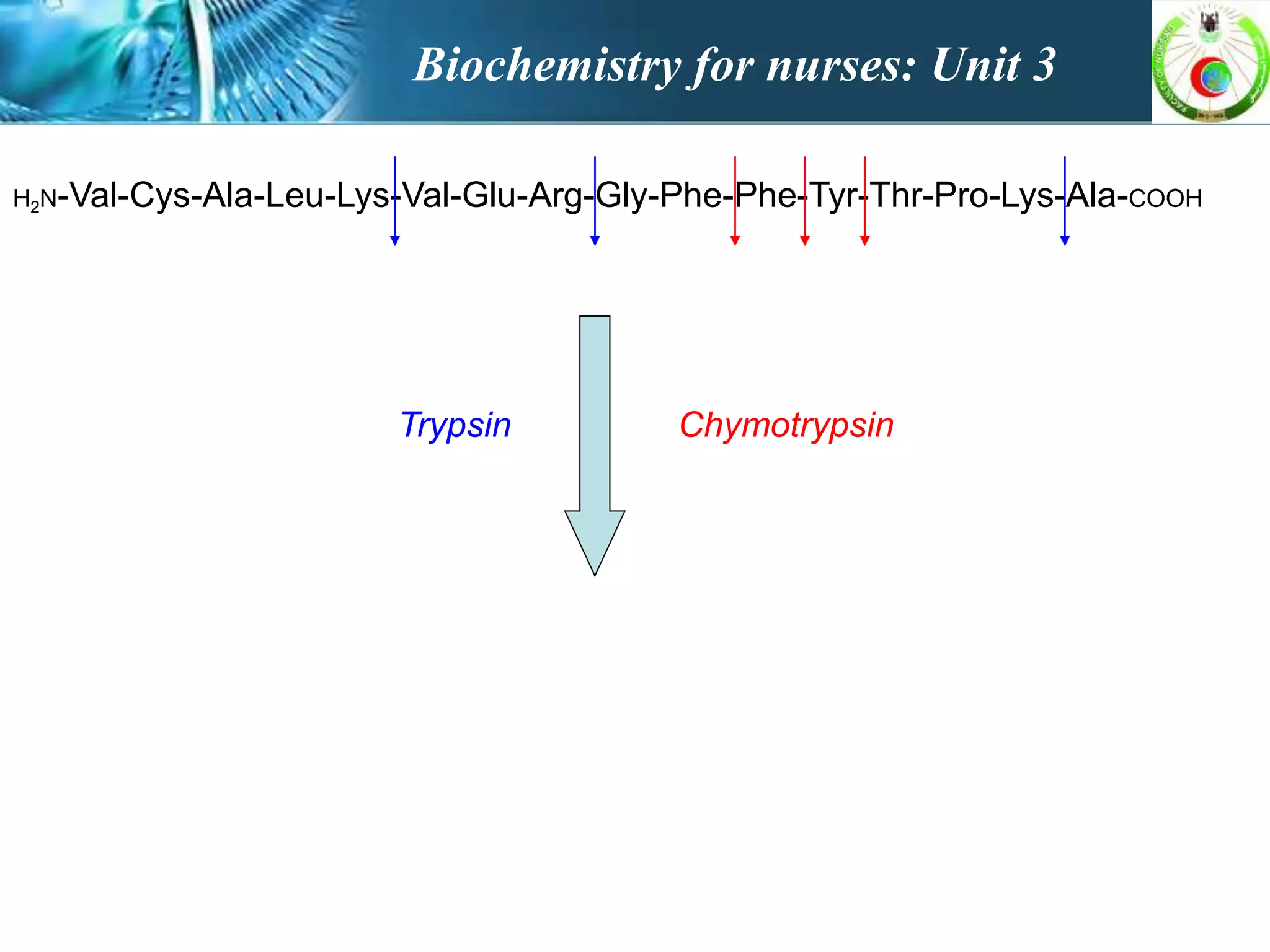 The proteins metabolism | PPTX