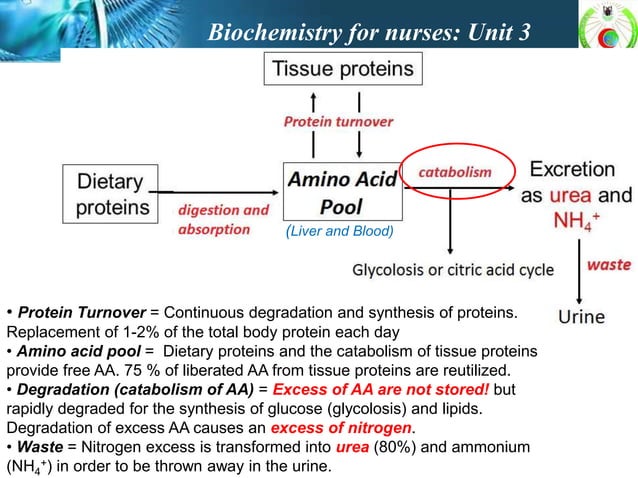 The proteins metabolism