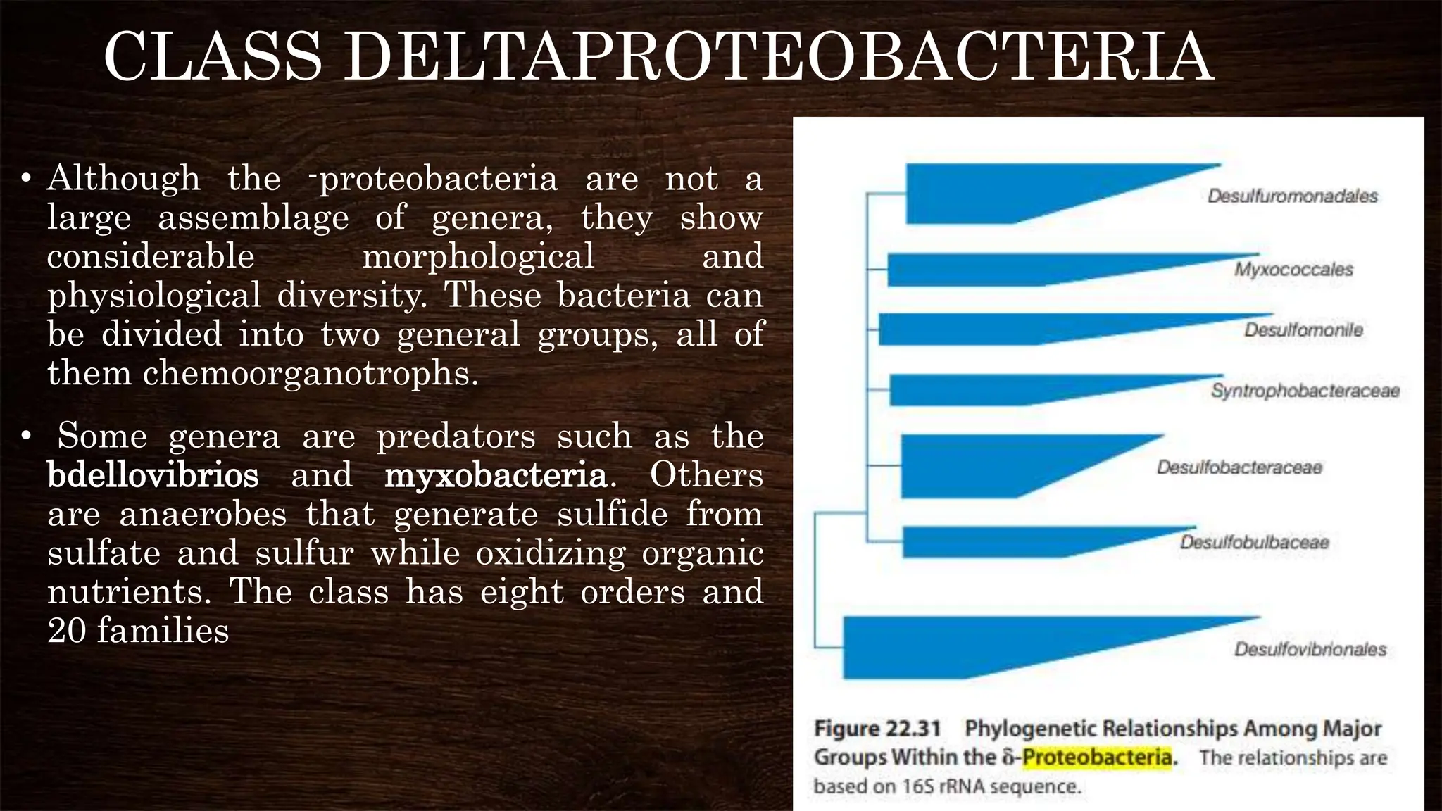 THE GENERAL PROPERTIES OF PROTEOBACTERIA AND ITS TYPES | PPTX