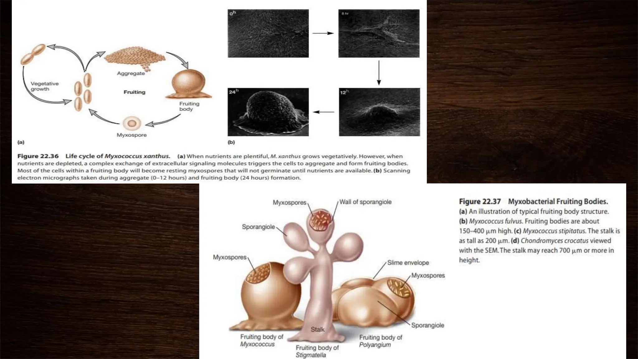 THE GENERAL PROPERTIES OF PROTEOBACTERIA AND ITS TYPES | PPTX