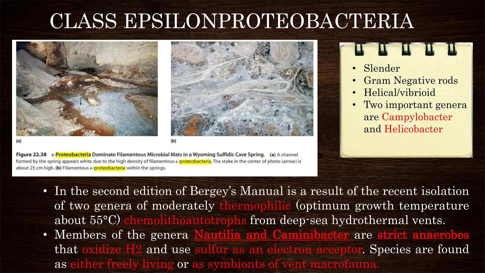 THE GENERAL PROPERTIES OF PROTEOBACTERIA AND ITS TYPES | PPTX