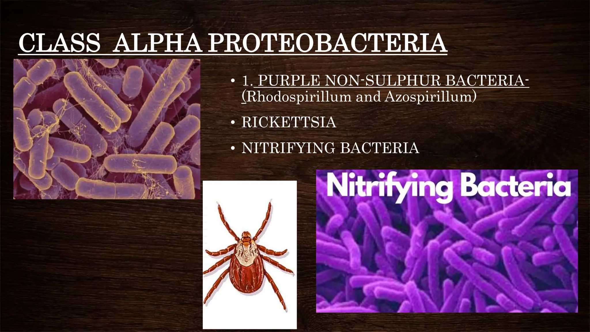 THE GENERAL PROPERTIES OF PROTEOBACTERIA AND ITS TYPES | PPTX