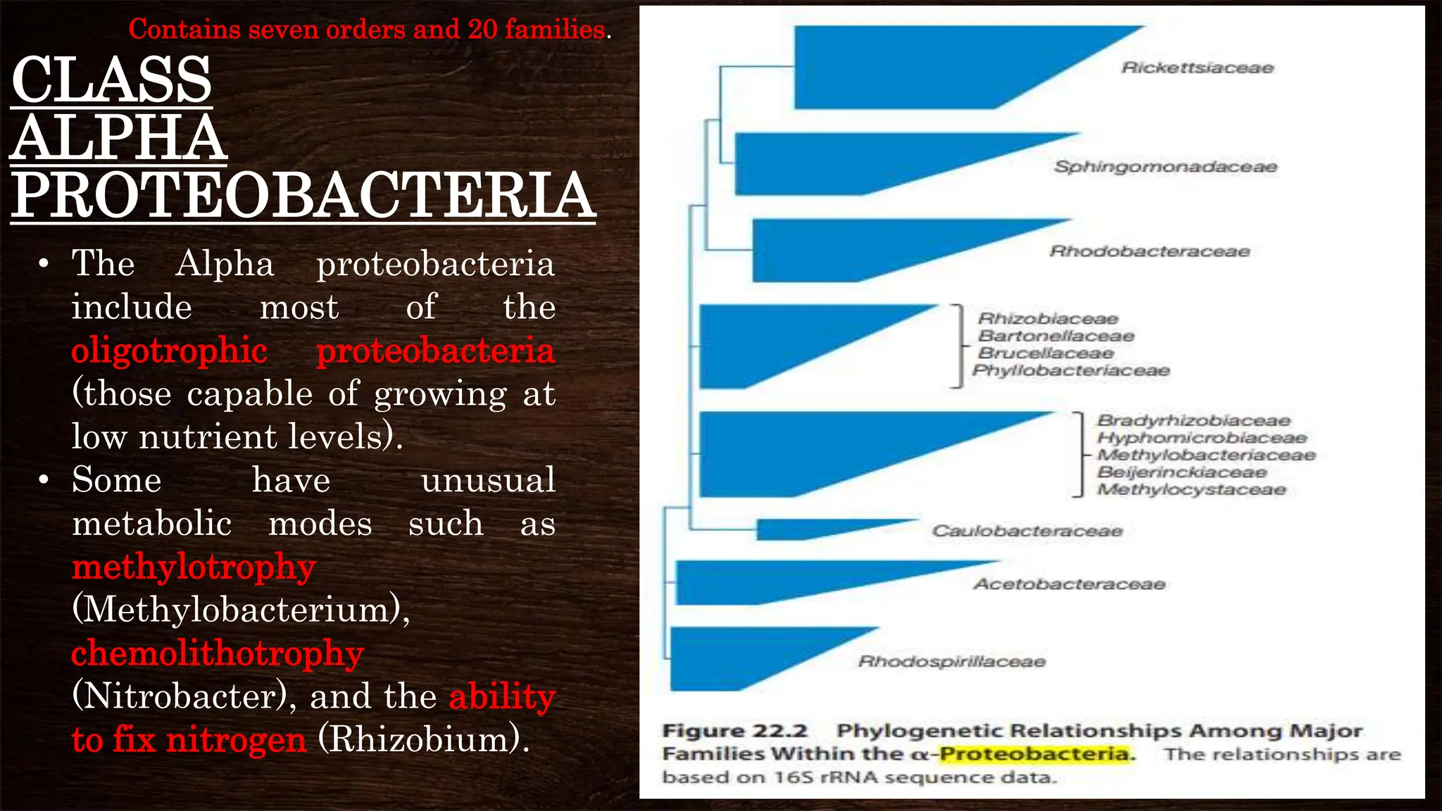 THE GENERAL PROPERTIES OF PROTEOBACTERIA AND ITS TYPES | PPTX