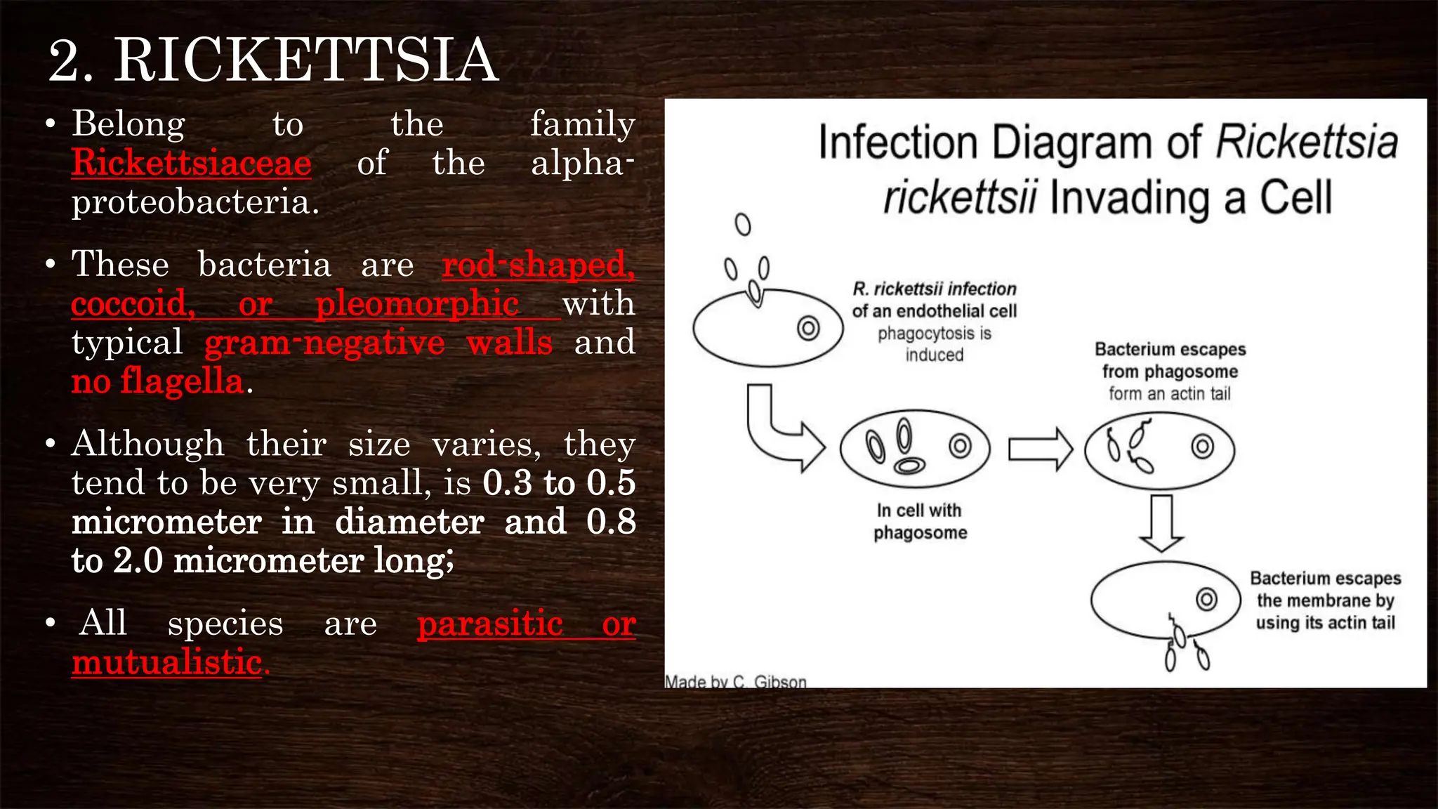 THE GENERAL PROPERTIES OF PROTEOBACTERIA AND ITS TYPES | PPTX