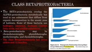 THE GENERAL PROPERTIES OF PROTEOBACTERIA AND ITS TYPES | PPTX