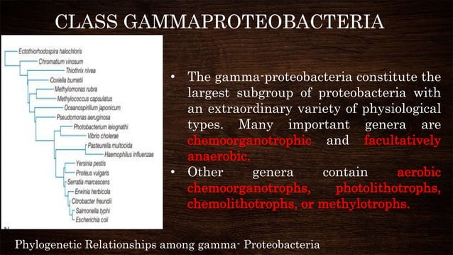 THE GENERAL PROPERTIES OF PROTEOBACTERIA AND ITS TYPES | PPTX
