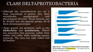 THE GENERAL PROPERTIES OF PROTEOBACTERIA AND ITS TYPES | PPTX