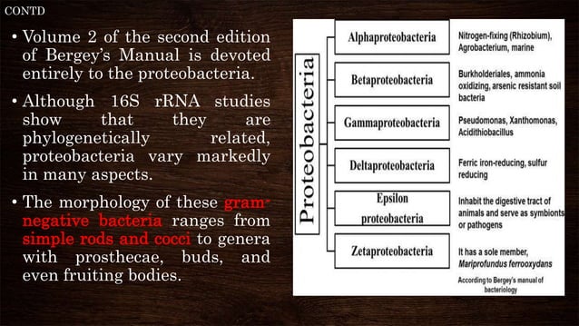 THE GENERAL PROPERTIES OF PROTEOBACTERIA AND ITS TYPES | PPTX