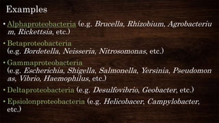 THE GENERAL PROPERTIES OF PROTEOBACTERIA AND ITS TYPES | PPTX