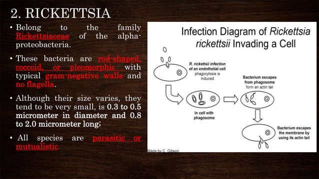 THE GENERAL PROPERTIES OF PROTEOBACTERIA AND ITS TYPES | PPTX