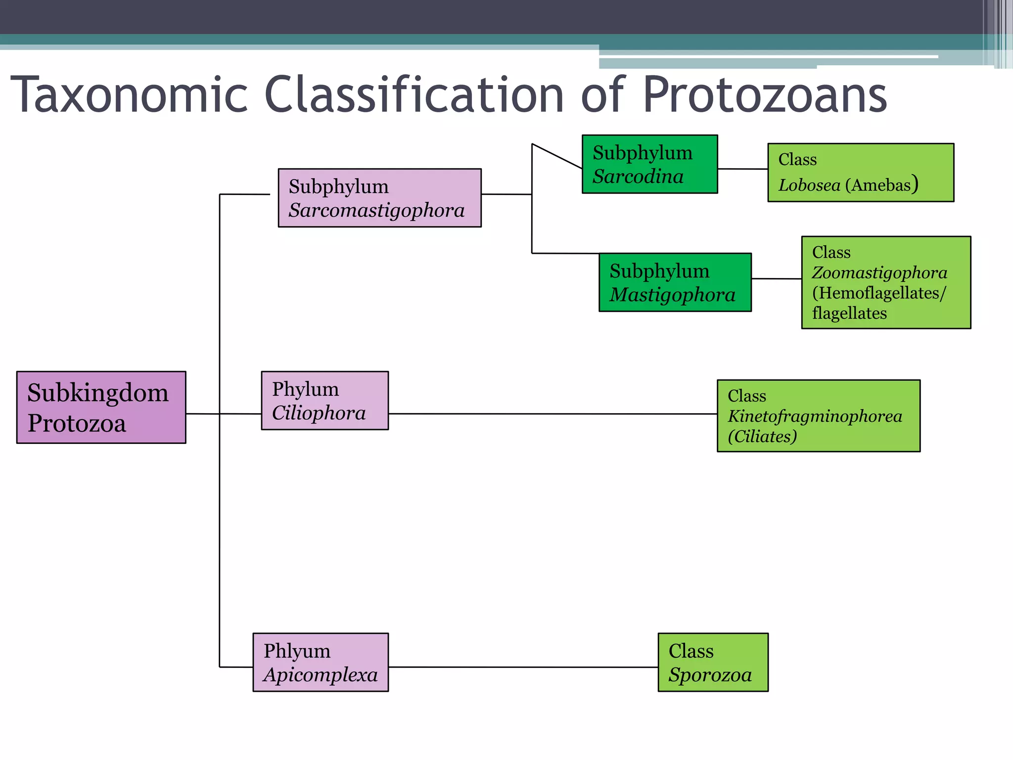 The protozoans | PPTX