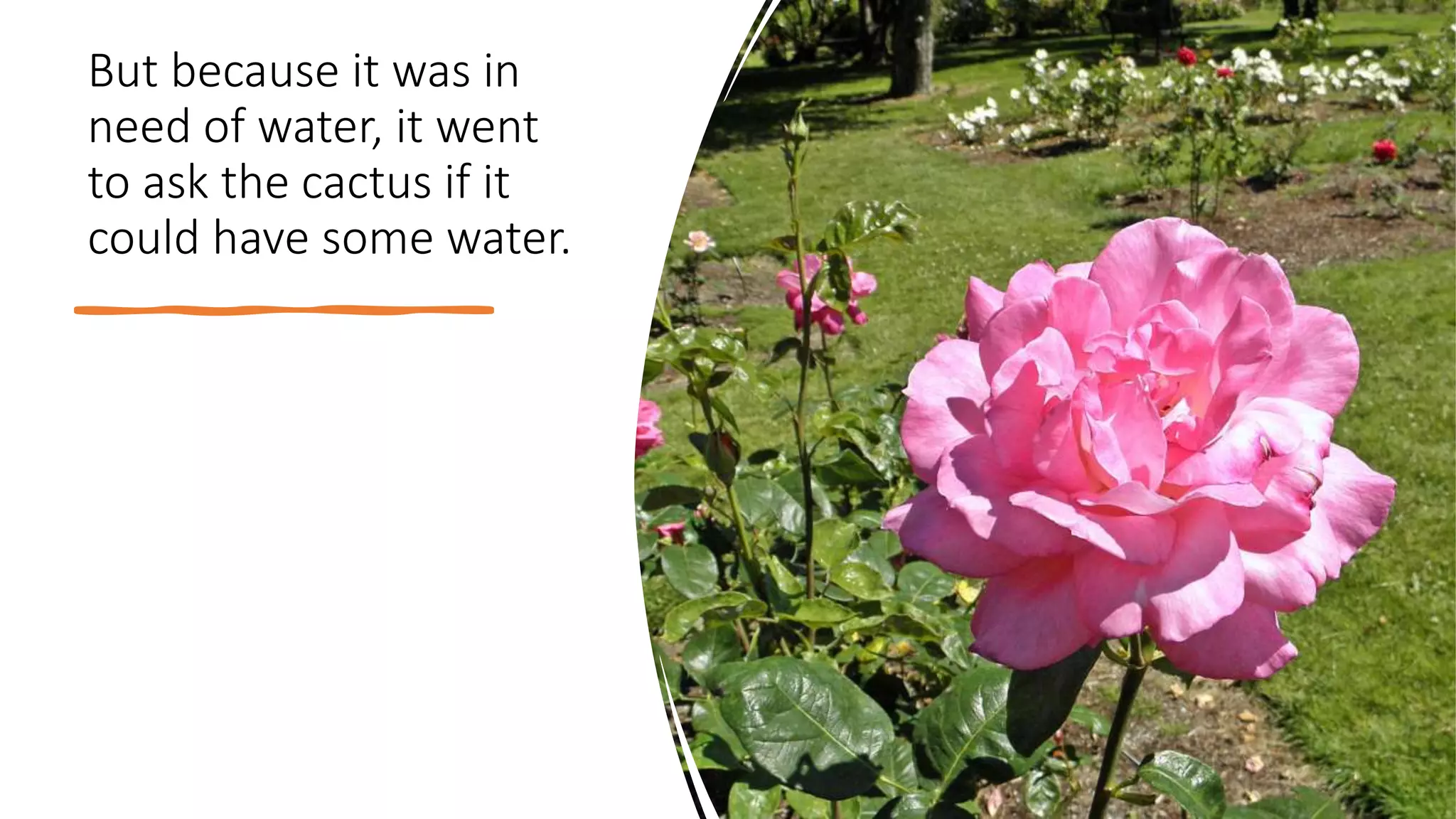 The proud rose and poor cactus | PPTX