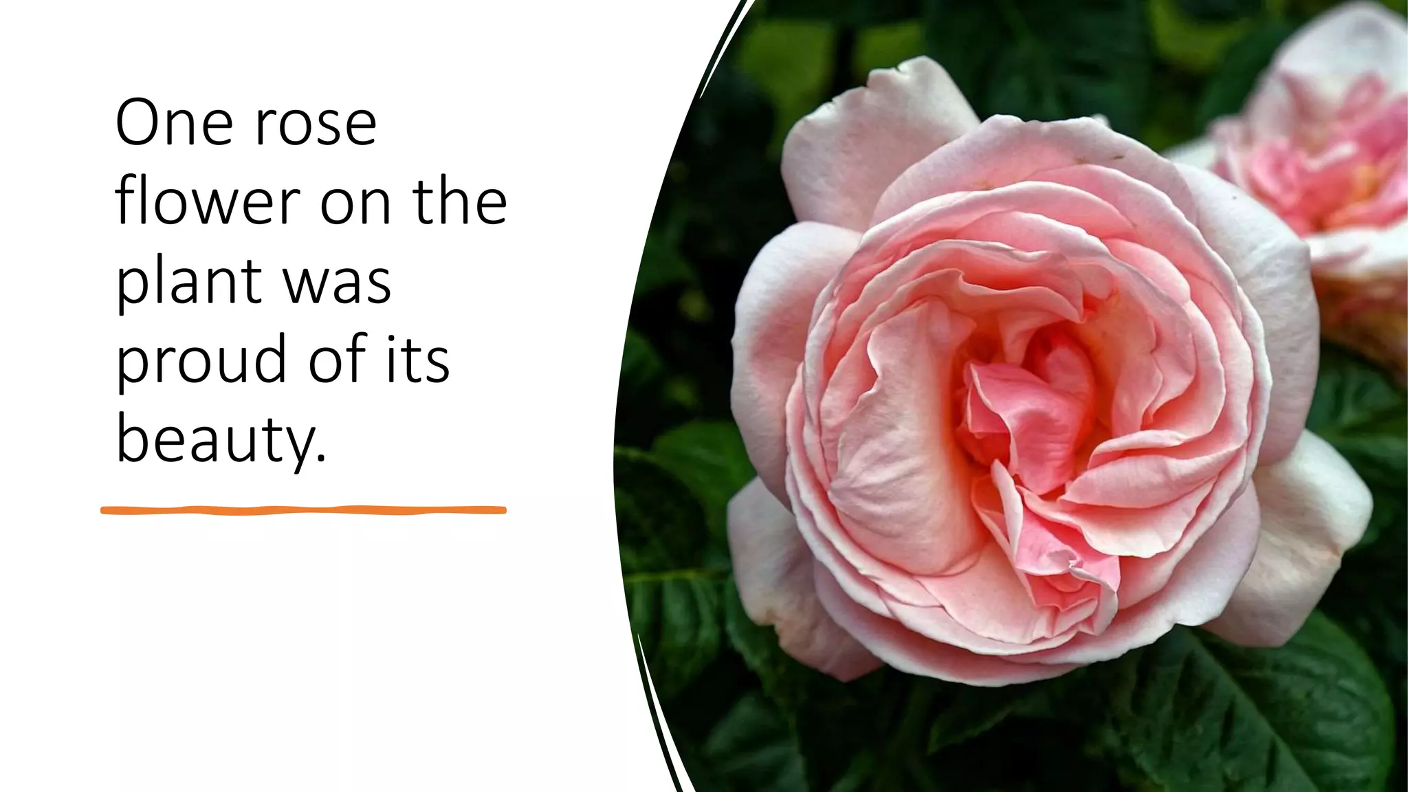 The proud rose and poor cactus | PPTX