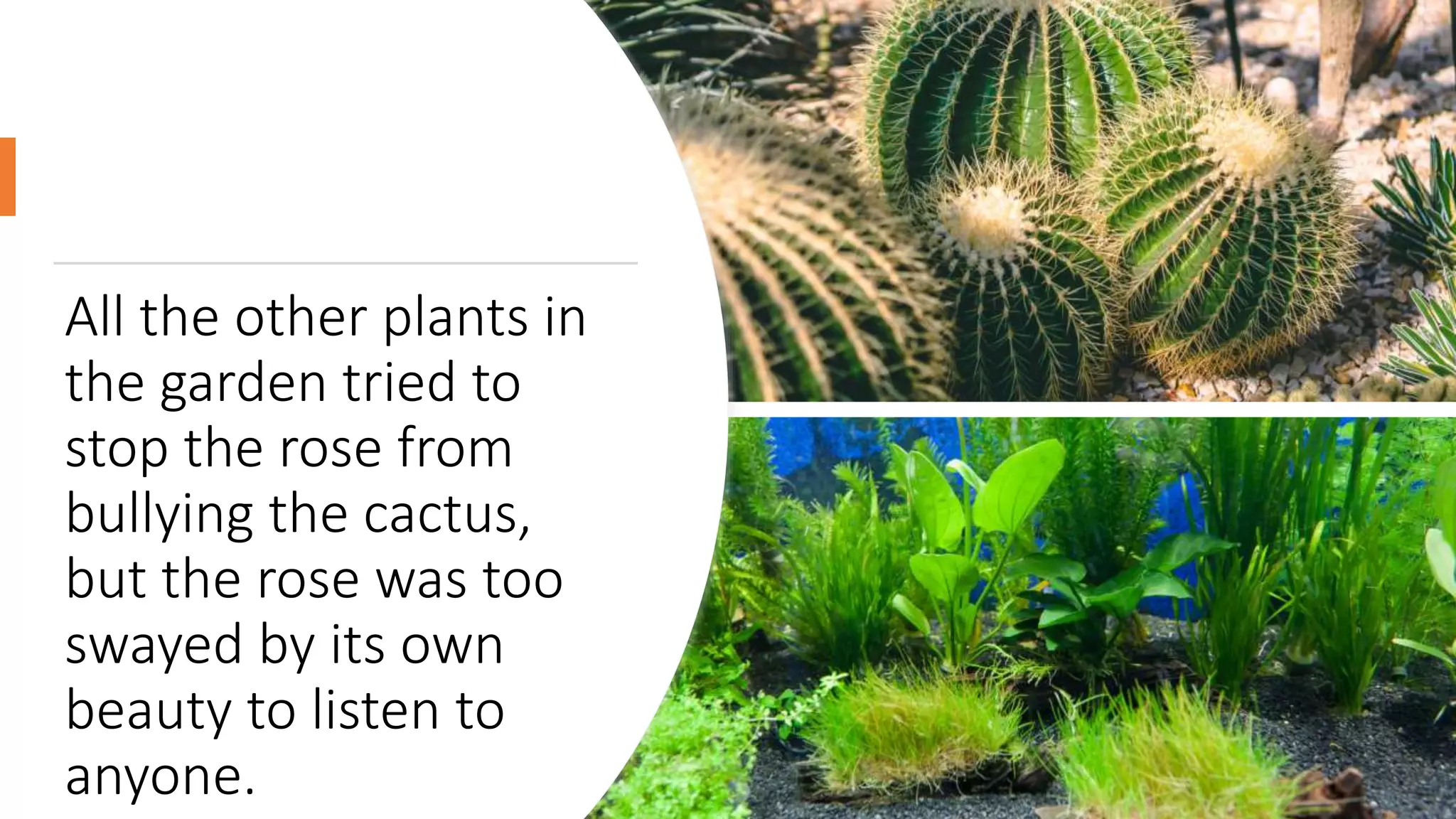 The proud rose and poor cactus | PPTX