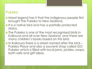 The Pukeko | PPT
