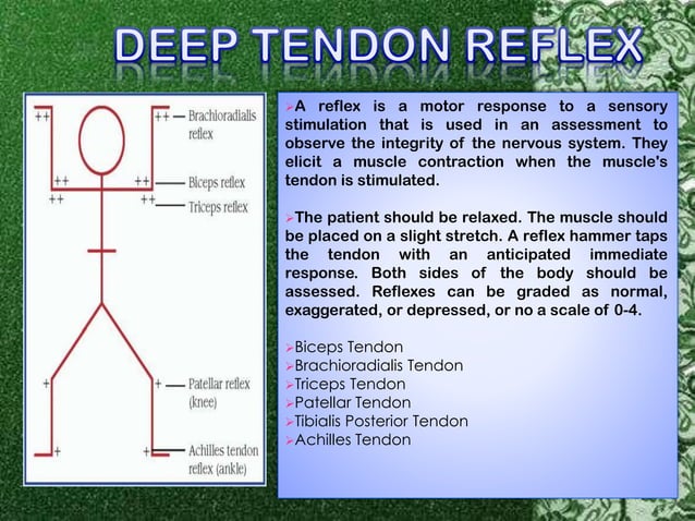 The Pulse and Deep Tendon Reflex Grading Scale | PPTX