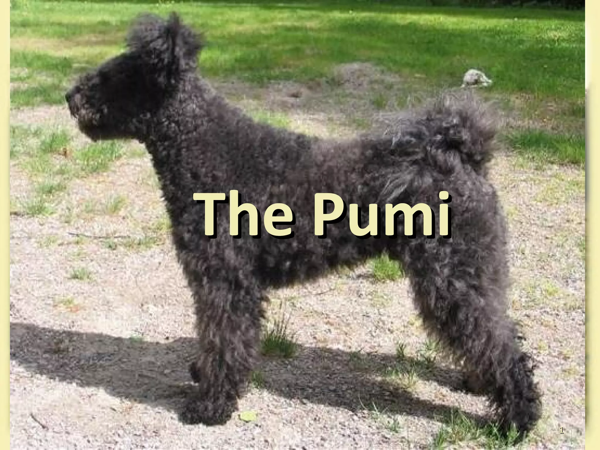 The Pumi v7 (2019) | PPT