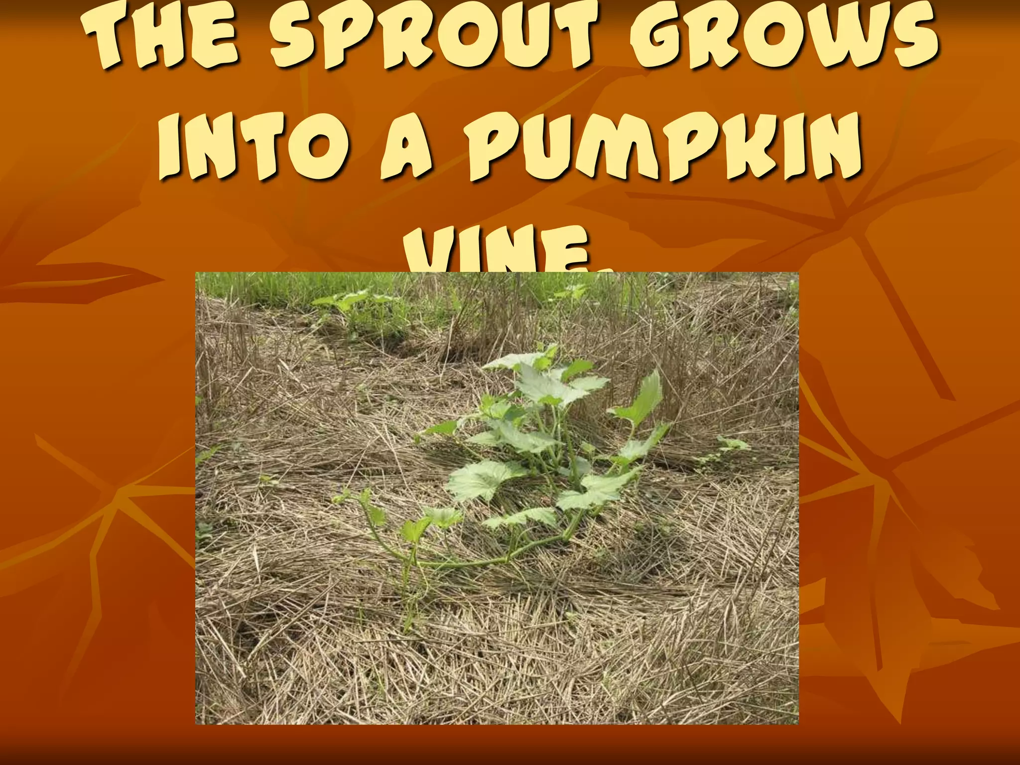 The pumpkin life cycle | PPT