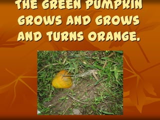 The pumpkin life cycle | PPT