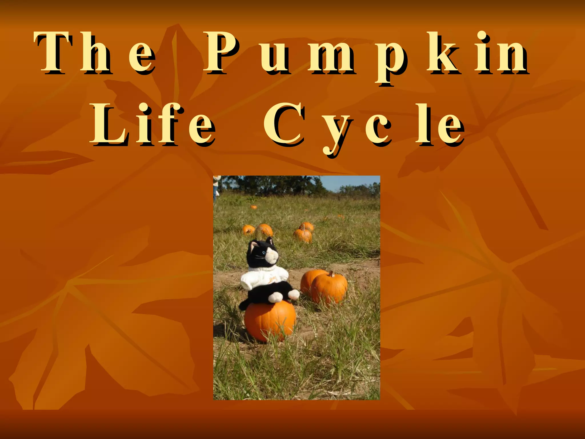 The Pumpkin Life Cycle | PPT