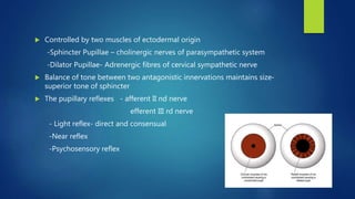 The pupil and it’s abnormalities | PPTX