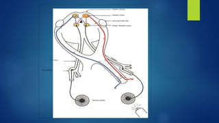 The pupil and it’s abnormalities | PPTX