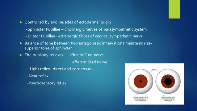 The pupil and it’s abnormalities