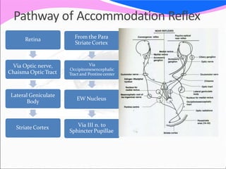 thepupillarypathwayanditsclinicalaspects-140606225628-phpapp02.pptx