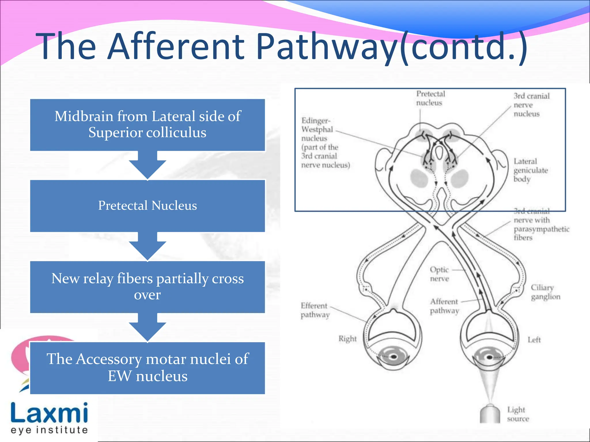 thepupillarypathwayanditsclinicalaspects-140606225628-phpapp02.pptx