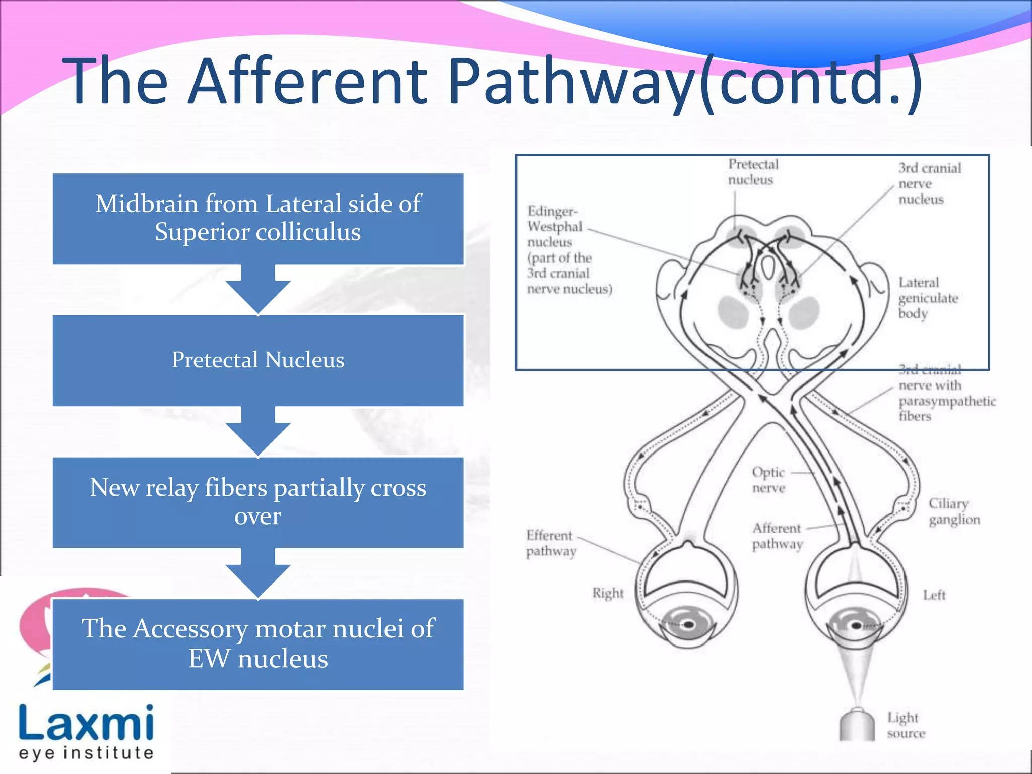 The pupillary pathway and its clinical aspects | PPTX