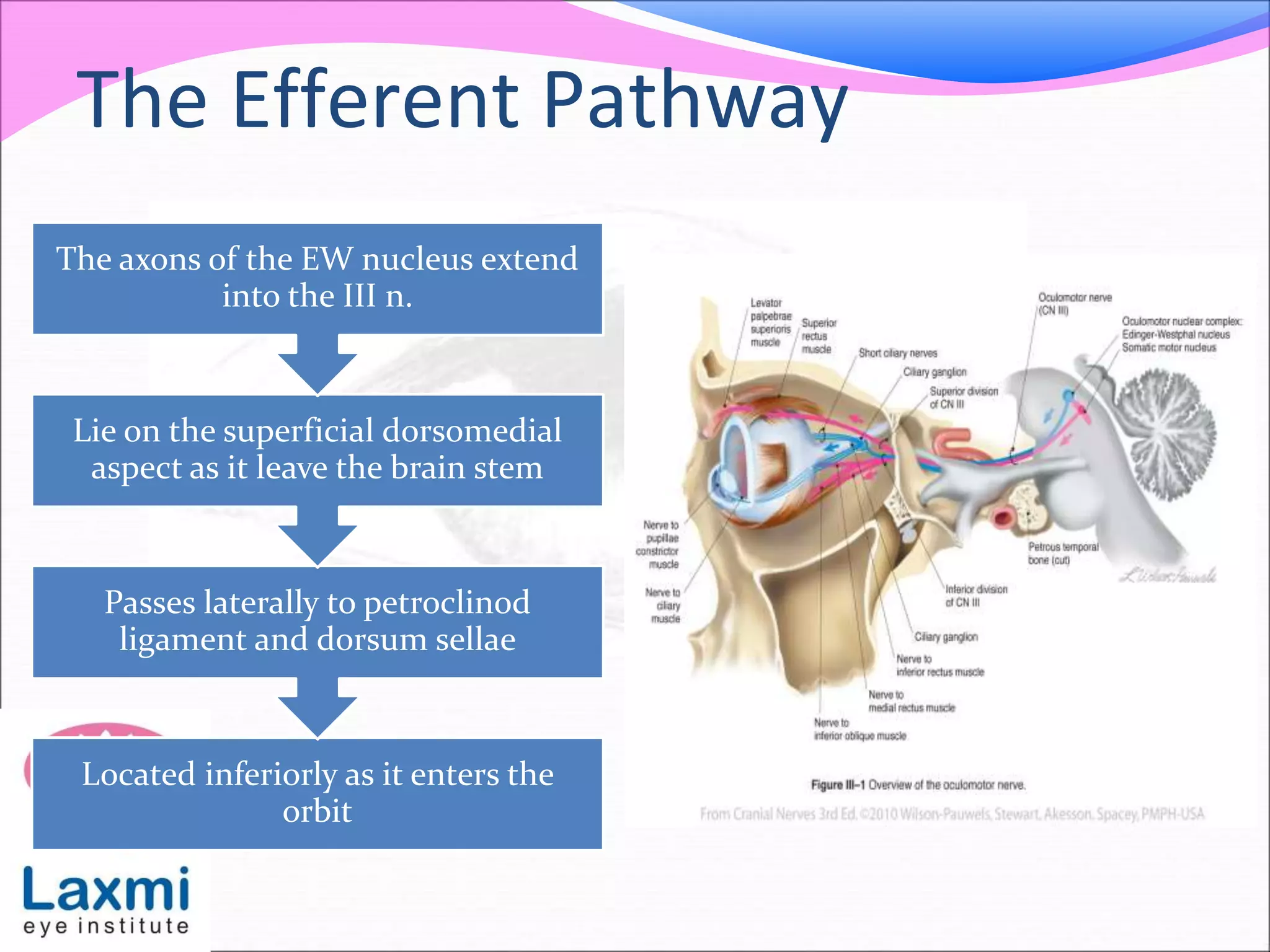 The pupillary pathway and its clinical aspects | PPTX