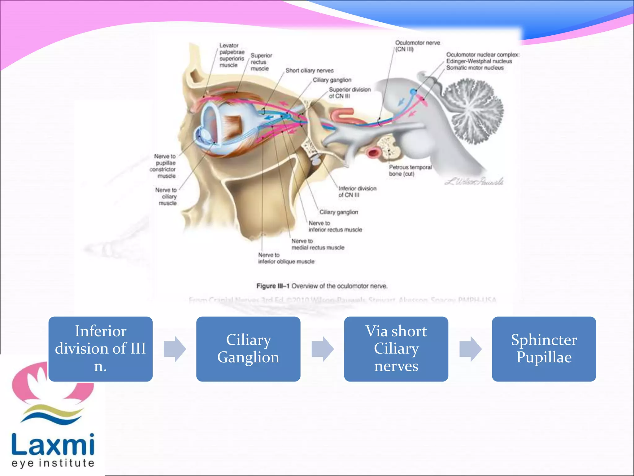 The pupillary pathway and its clinical aspects | PPTX