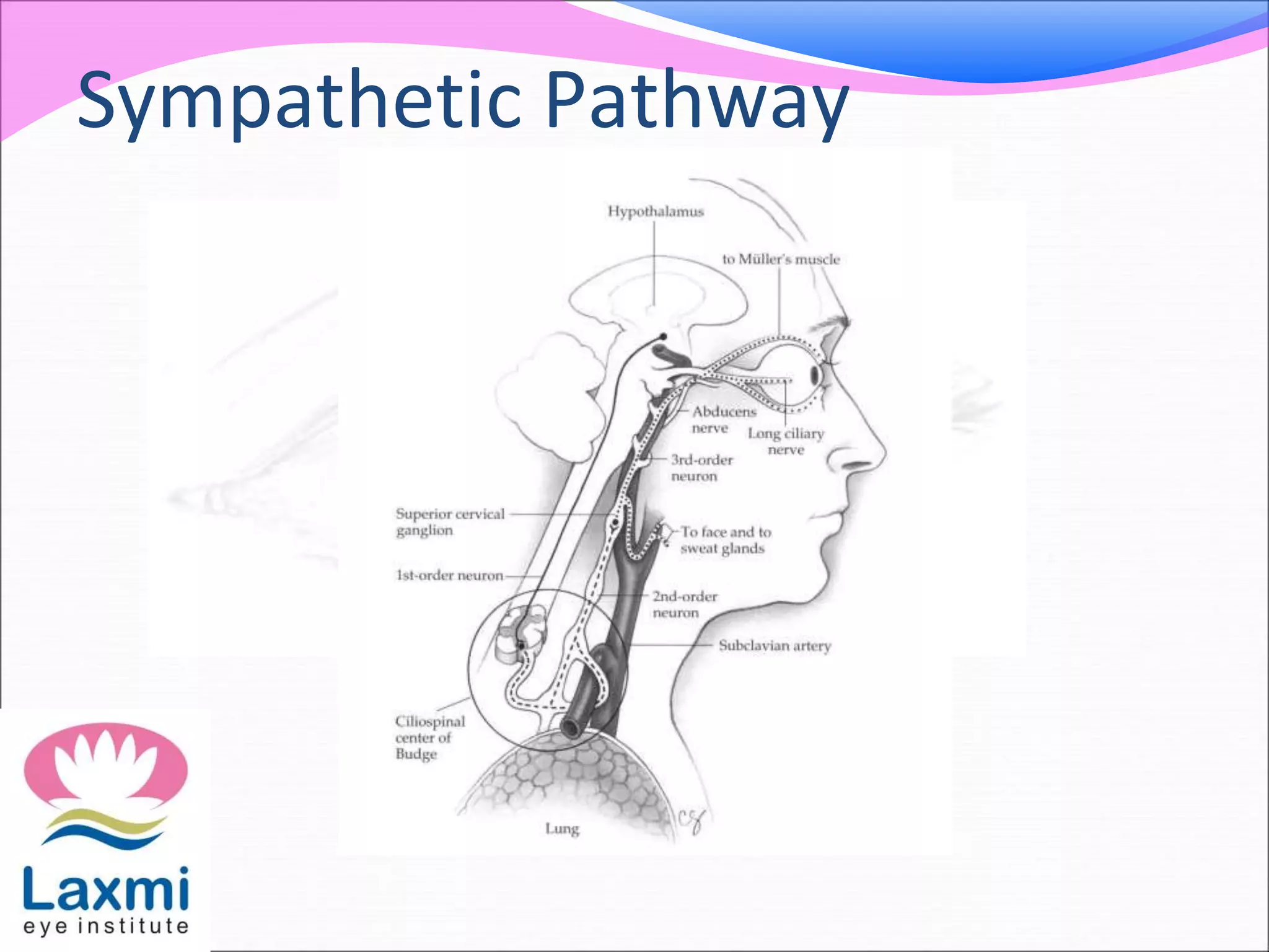 The pupillary pathway and its clinical aspects | PPTX