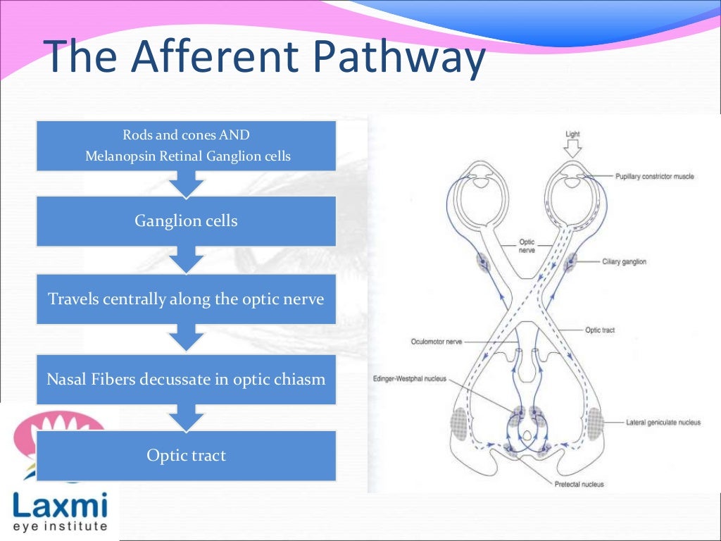 Pupillary Light Reflex Pathway Chart