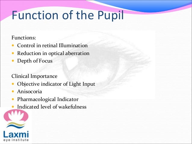 The pupillary pathway and its clinical aspects