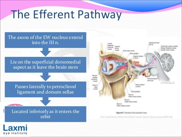 Afferent Vs Efferent