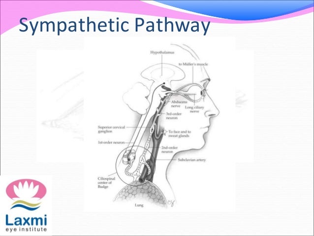 Afferent Pupillary Pathway