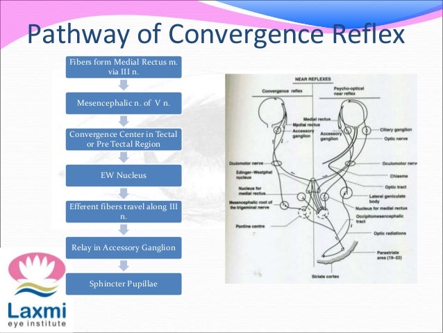 The pupillary pathway and its clinical aspects