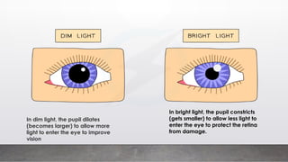 The Pupil Reflex.pptx IGCSE COORDINATION | PPTX